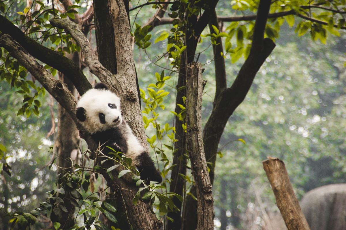 Le panda est une énigme! | Centre des sciences de Montréal